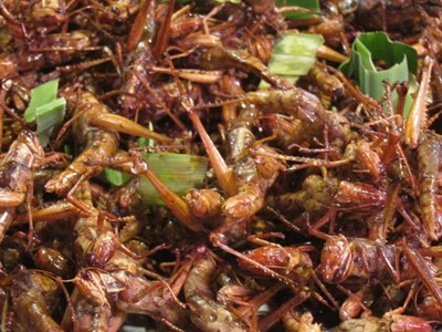 Thailand Insect Food: Eating Fried Insects in Thailand | THAI.LT